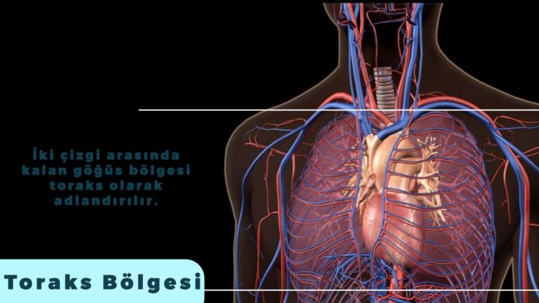 Toraks BT nedir? Zararı Var Mı?